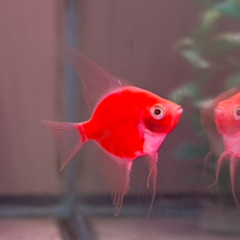 Starfire Angelfish- Glo-Fish - Discus Madness