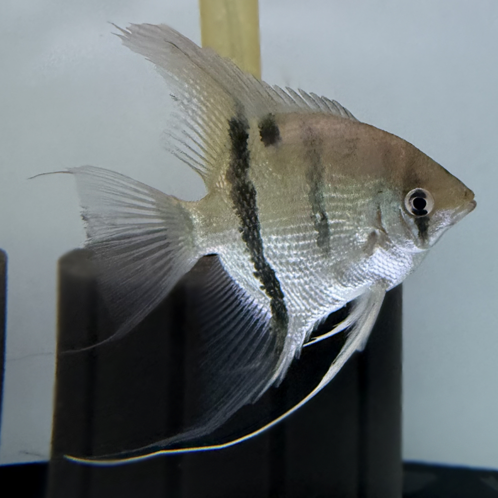 Leopoldi Angelfish (Pterophyllum Leopoldi) - Discus Madness