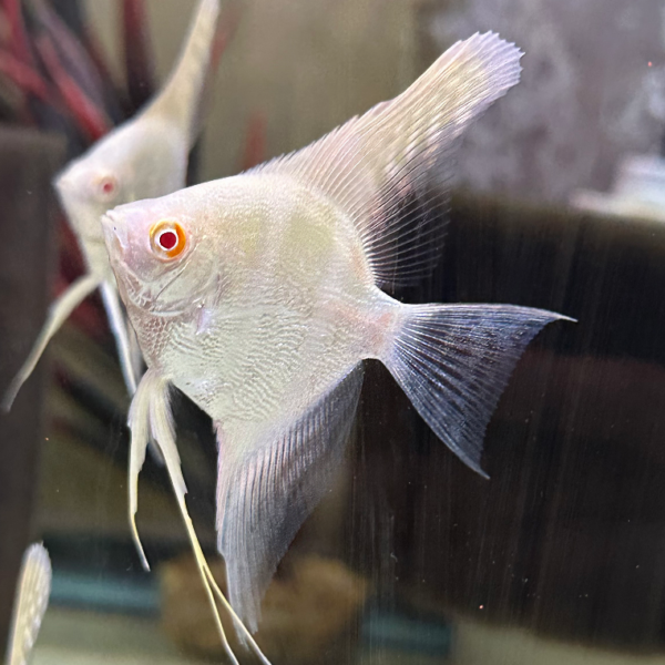 Angelfish Archives - Discus Madness