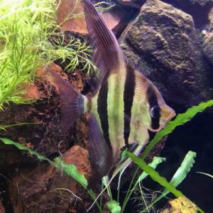 Bulgarian Green Angelfish - Discus Madness