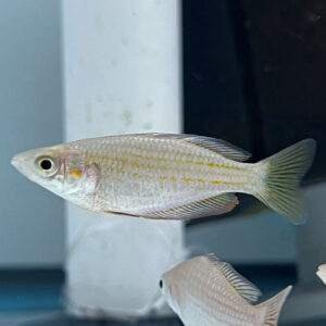 Rainbow Fish – Discus Madness