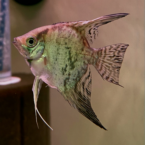 Angelfish – Discus Madness