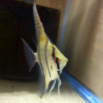 Neon Blue Angelfish – Discus Madness