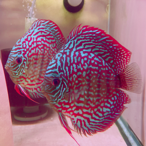 Discus Fish Breeding