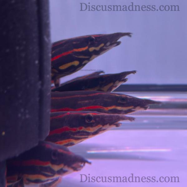Fire Eel (Mastacembelus erythrotaenia) - Discus Madness