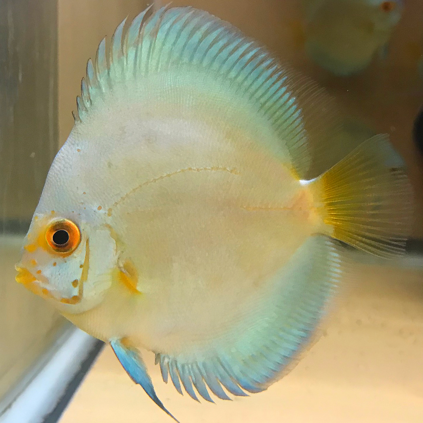 Green Diamond / Ocean Green - Discus Madness