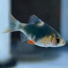 Barbs Archives - Discus Madness