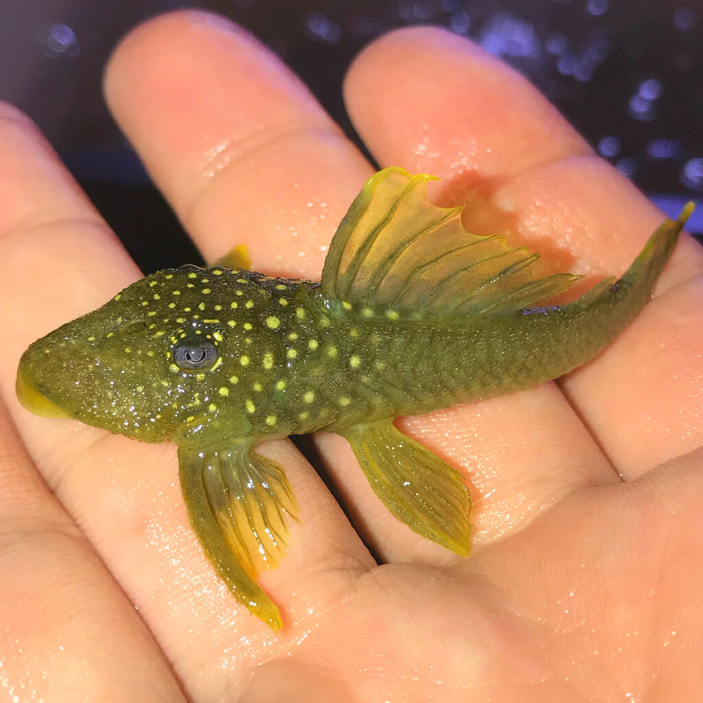 True Zebra Pleco - (Hypancistrus zebra L046) - Discus Madness