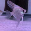 Angelfish Archives - Discus Madness