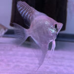 Angelfish Archives - Discus Madness