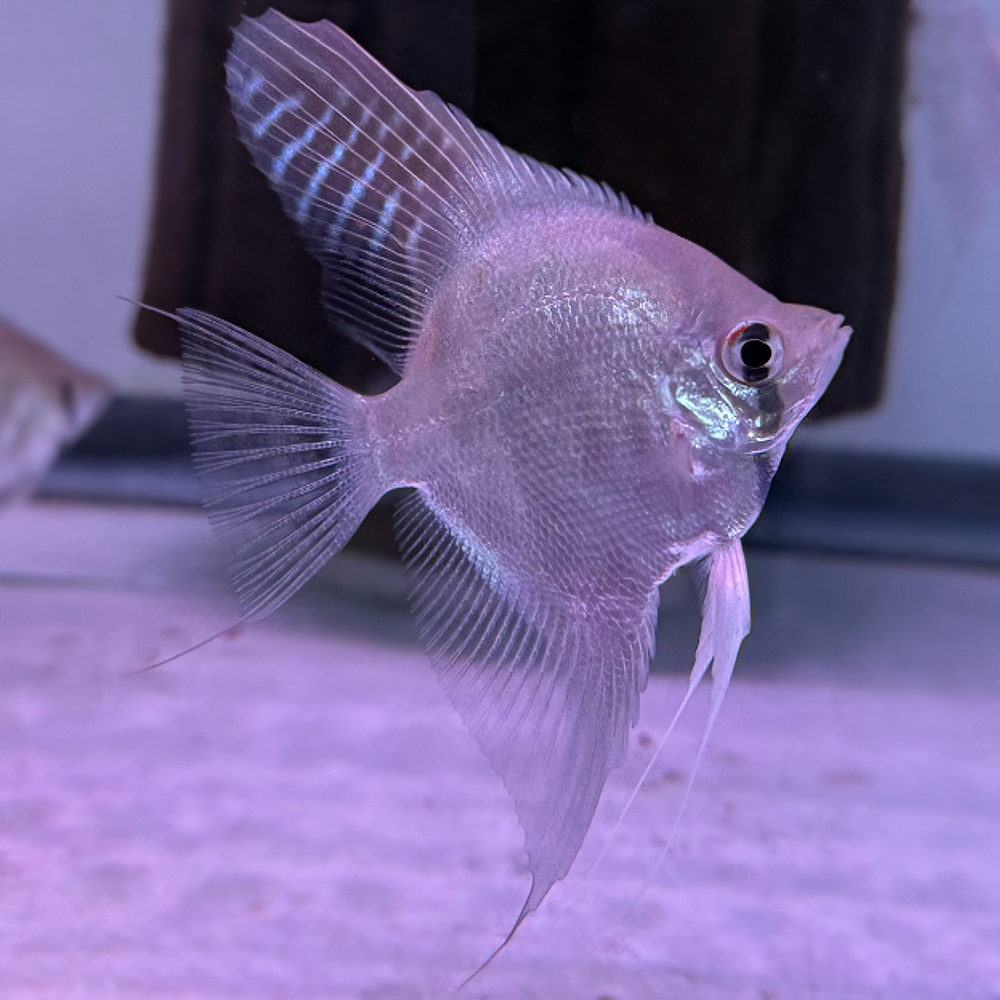 Angelfish Archives - Discus Madness