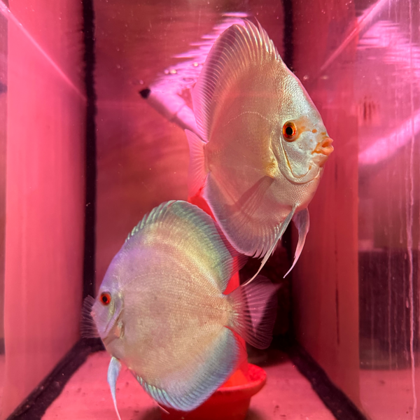 Breeding Pairs Archives - Discus Madness