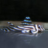 True Zebra Pleco - (Hypancistrus zebra L046) - Discus Madness