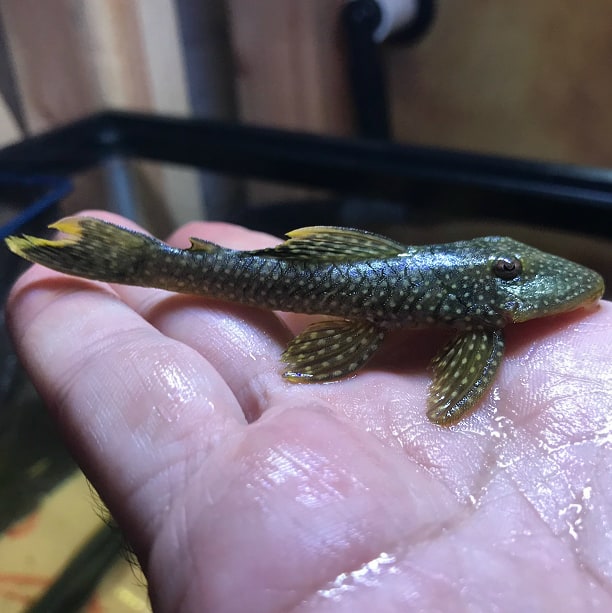 L067 Yellow Seam Pleco - (Pseudancistrus asurini)CURRENTLY UNAVAILABLE ...