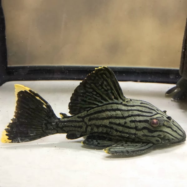 Royal Pleco