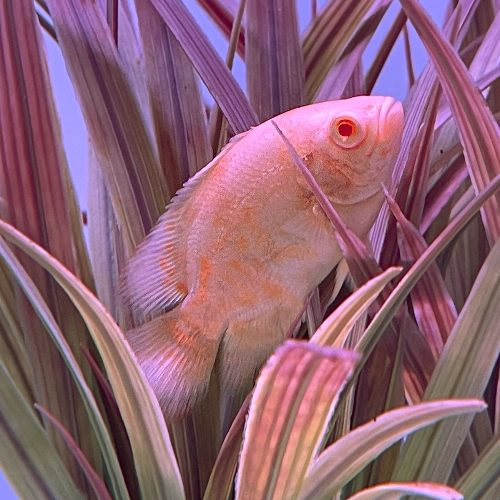Albino Lemon Oscar - Discus Madness
