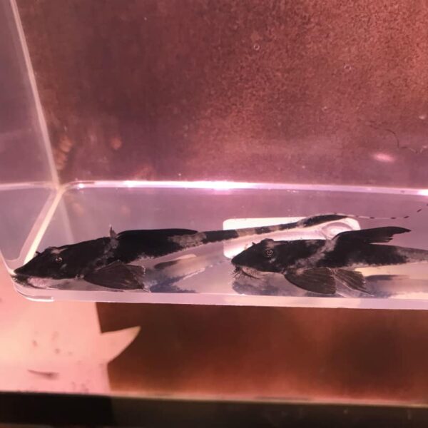 Marbled Whiptail (Loricaria simillima)Currently Unavailable - Discus ...