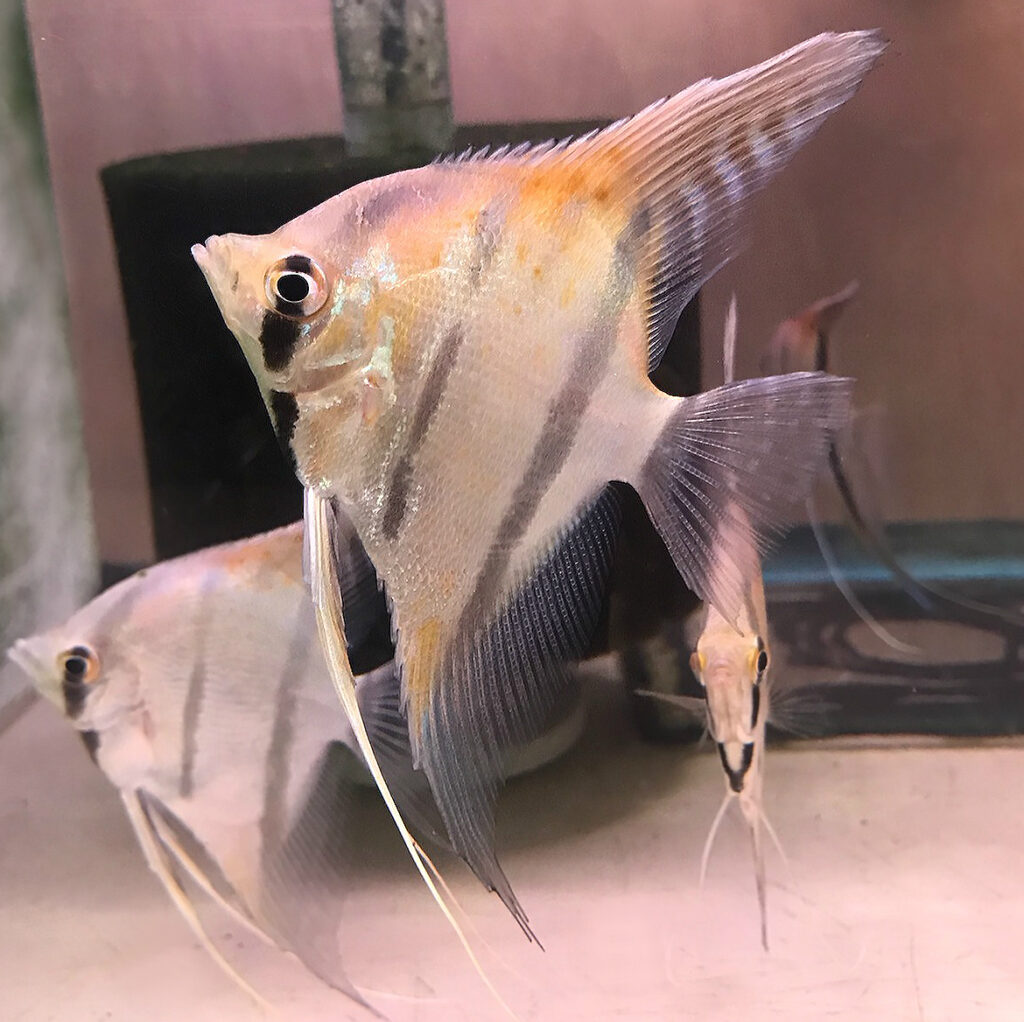 Neon Blue Angelfish – Discus Madness