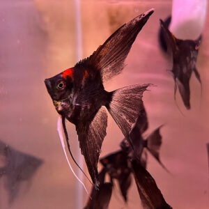 Neon Blue Angelfish - Discus Madness