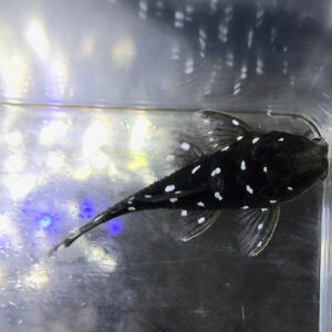 Peppermint Pleco (Parancistrus nudiventris) (L031, L176, L300)CURRENTLY ...