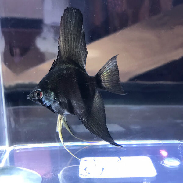 Neon Blue Angelfish – Discus Madness