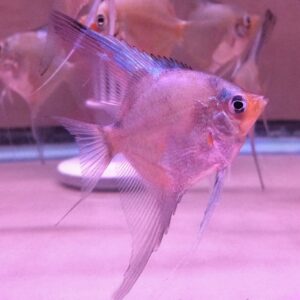 Neon Blue Angelfish – Discus Madness