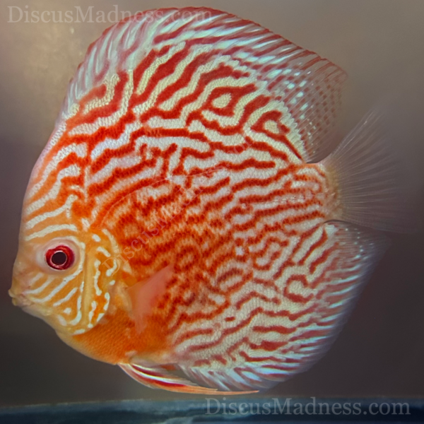 Discus Strains Archives - Discus Madness