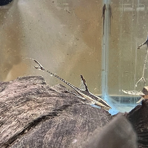 Royal Twig Catfish (Sturisoma panamense) - Discus Madness