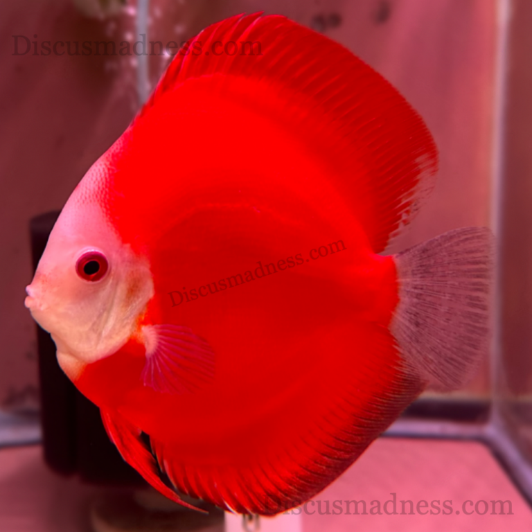Super Red DiamondCOMING SOON - Discus Madness