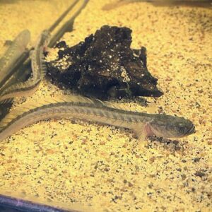 Violet Goby (Dragon Goby) - Gobioides broussonnetii - Discus Madness
