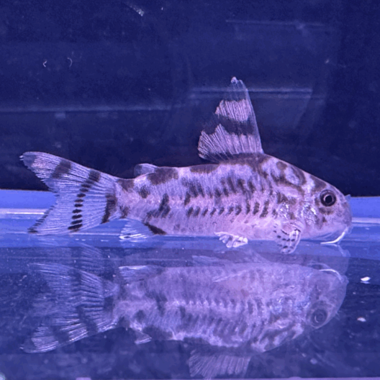Corydoras Archives - Discus Madness