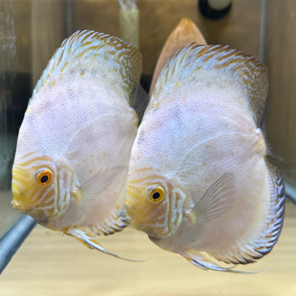Breeding Pairs Archives - Discus Madness