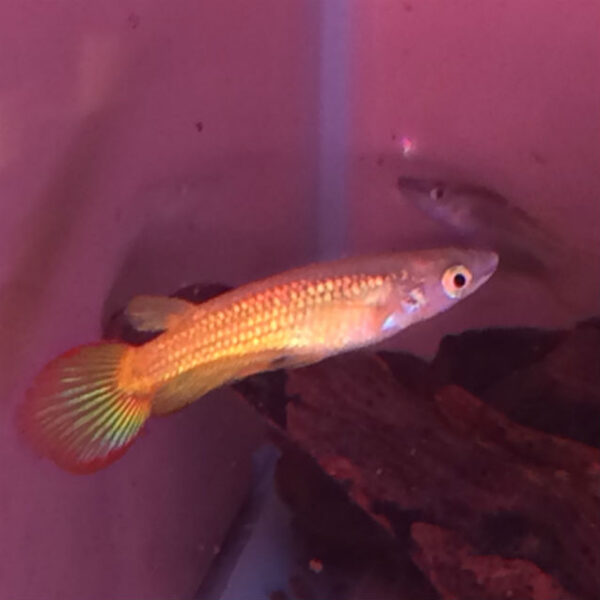 Yellow Panchax PAIR (Aplocheilus lineatus) – Discus Madness