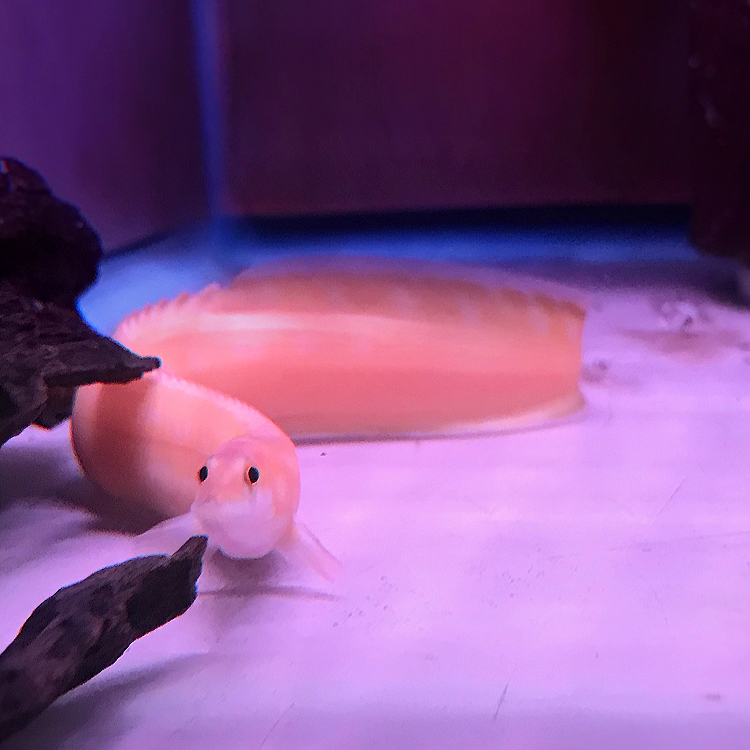 Yellow Morph Fire Eeel (Mastacembelus Erythrotaenia Xanthic Morph) RARE ...