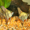 Zebra Lace Angelfish - Discus Madness