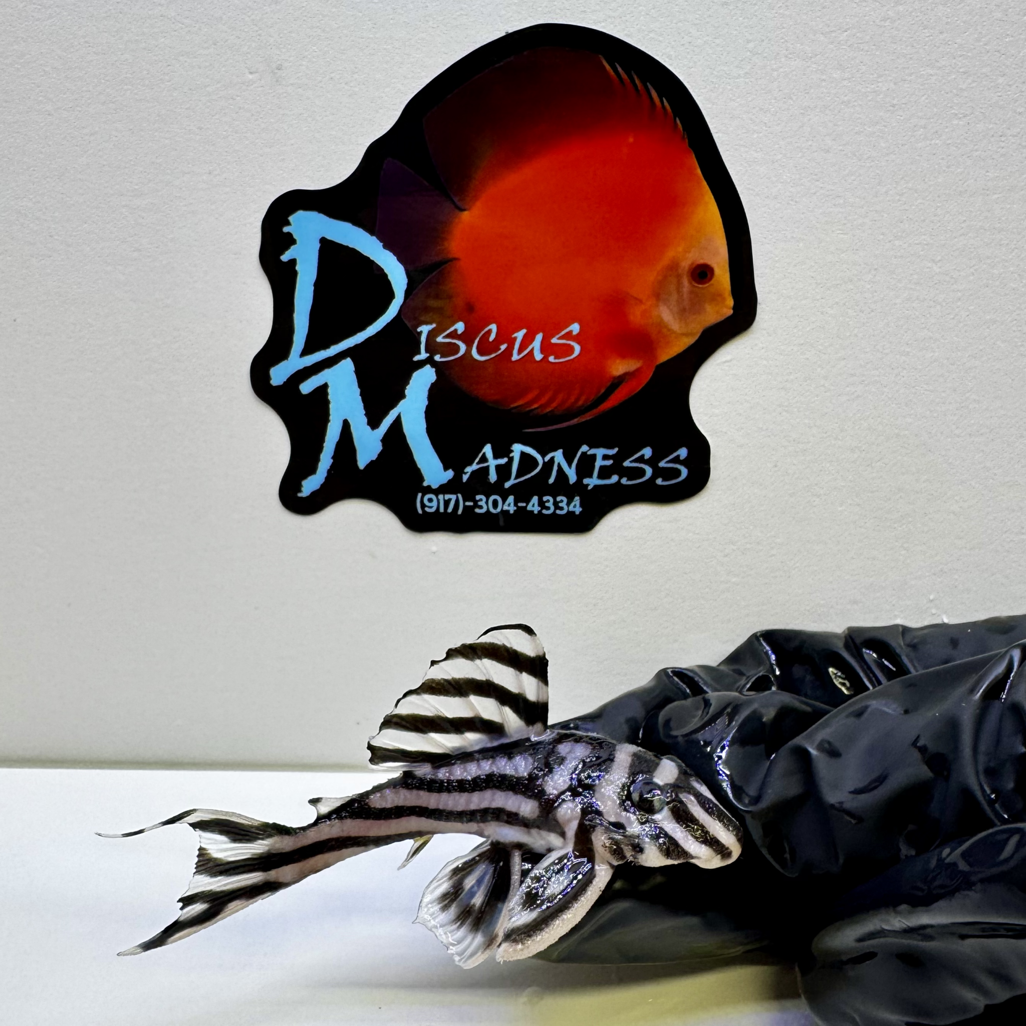 True Zebra Pleco - (Hypancistrus zebra L046) - Discus Madness