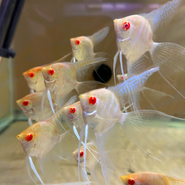 Albino Red Shoulder Manacapuru Angelfish - Discus Madness