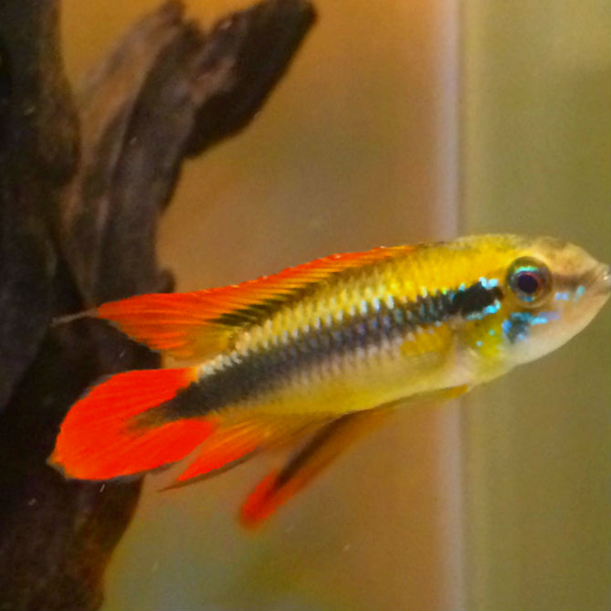 Agassizi Apisto - Apistogramma Agassizi - Discus Madness