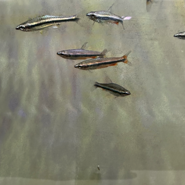 10 Pack Red Beckford Pencil fish - Discus Madness