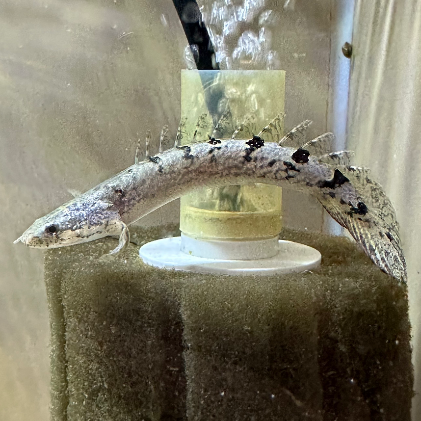 Freshwater Dragonfish