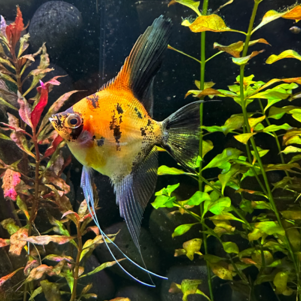 Neon Blue Angelfish - Discus Madness