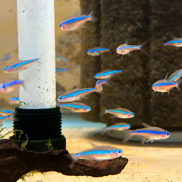 Green Neon Tetra - Discus Madness