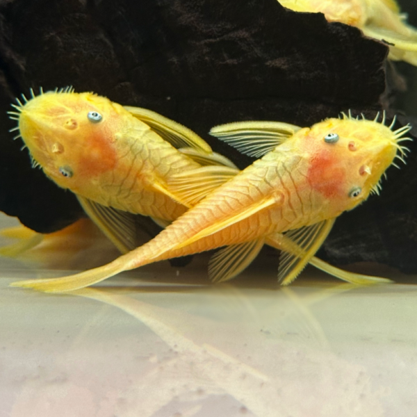 Plecostomus Archives - Discus Madness