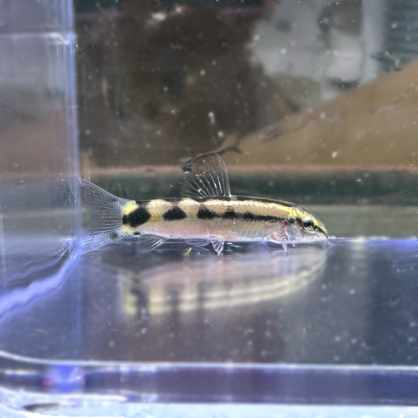 Loaches and Sharks – Discus Madness