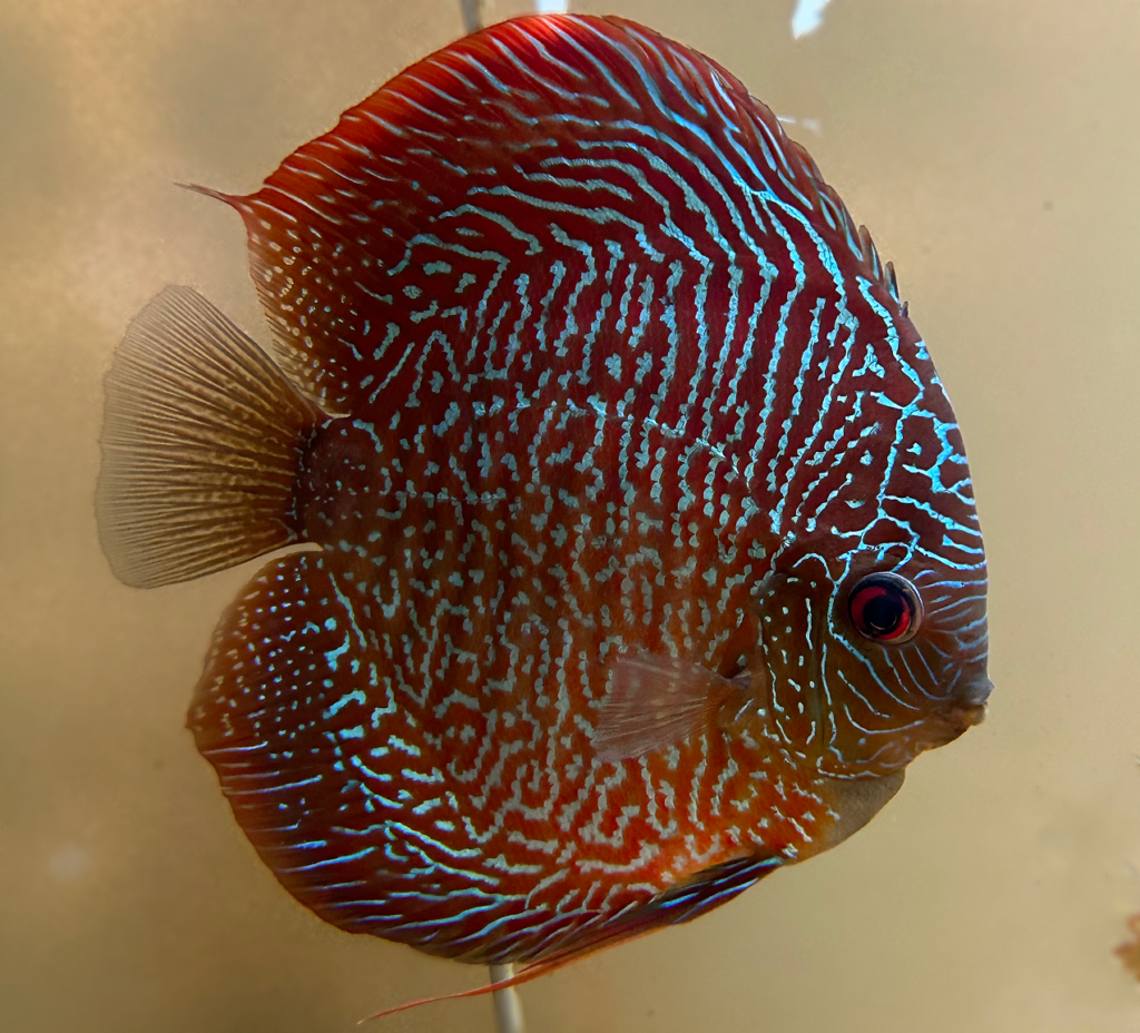 Red Snakeskin - Discus Madness