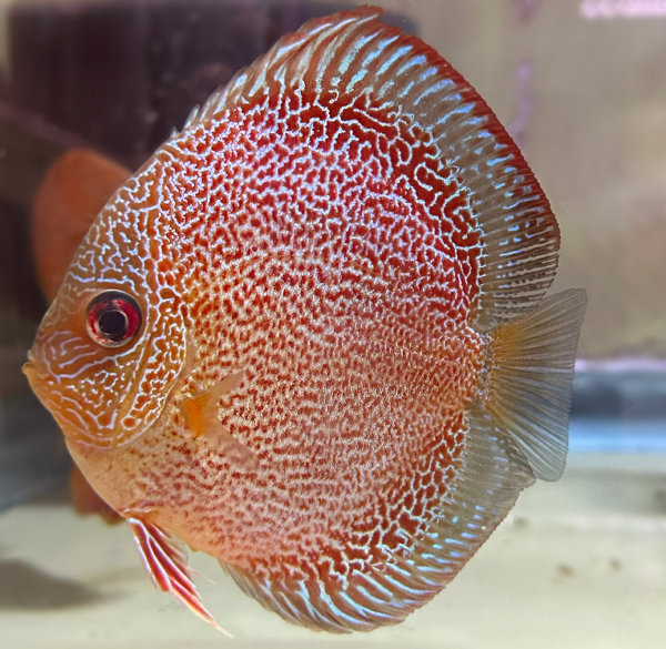 Viper King Snakeskin - Discus Madness